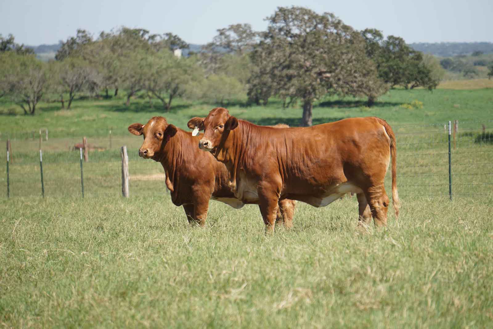 Home - Live Oak Beefmaster Breeders Association
